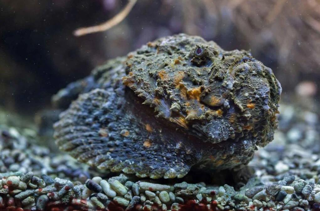 Descubre la increíble adaptación cromática de los animales | Bioguia