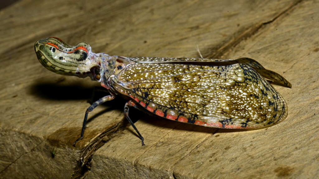 La leyenda de la machaca: el insecto que te obliga a tener sexo para ...