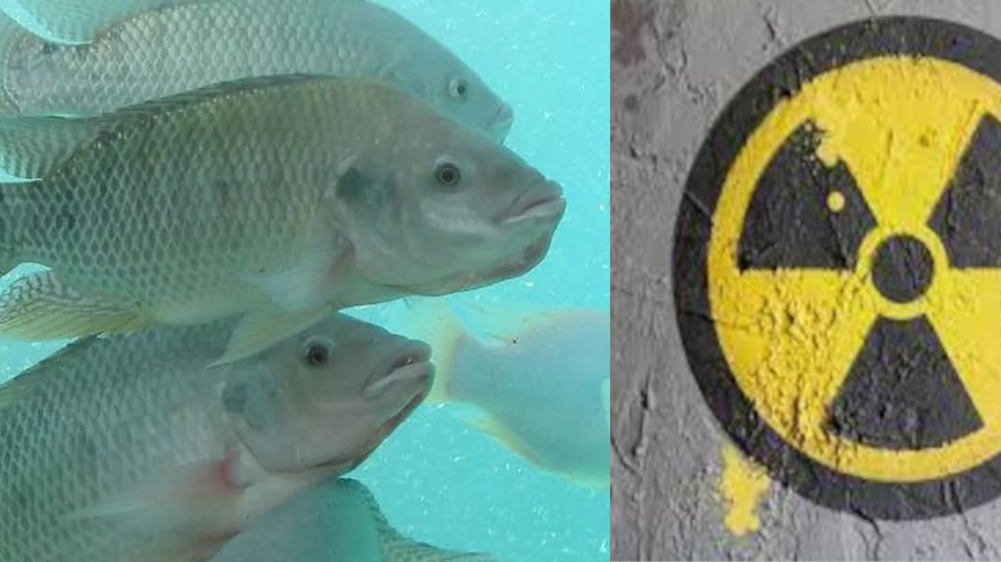 Fukushima: peces tienen radiación que supera límite permitido | Bioguia