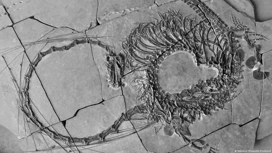 Hallan "dragón chino" de 240 millones de años de antigüedad | Bioguia