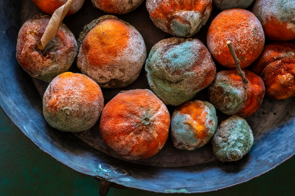 ¿Qué hacer si encuentras moho en tus alimentos? Mitos comunes | Bioguia