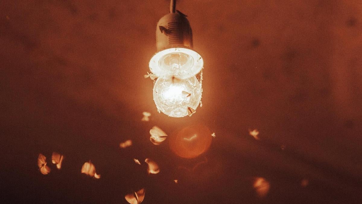 ¿Por qué los insectos vuelan hacia la luz durante la noche? | Bioguia