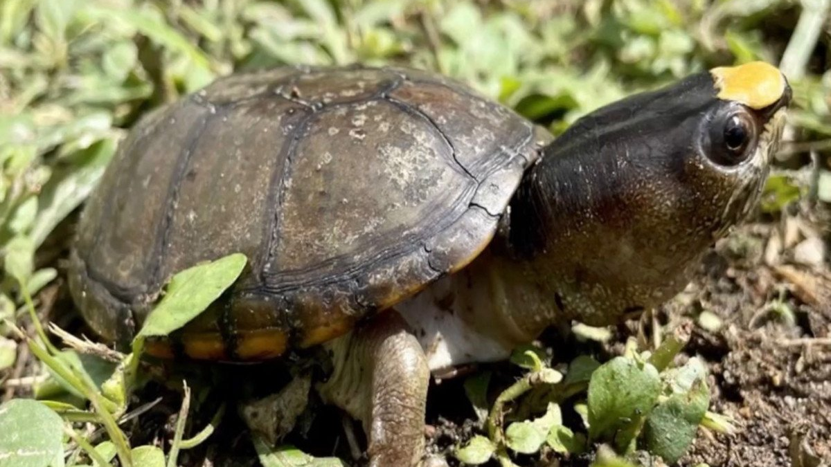 En México, la tortuga más pequeña del mundo y su hábitat podrían ...
