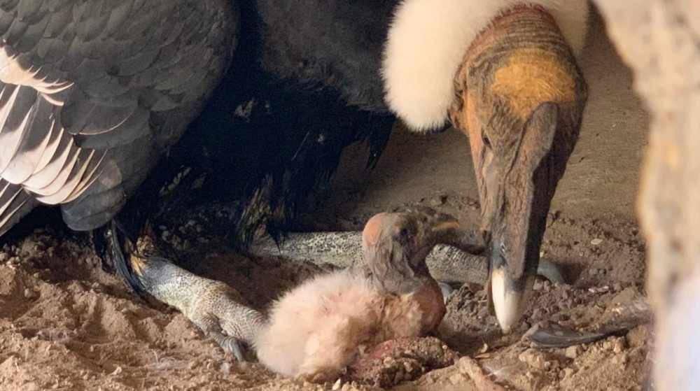 Esperanza para el cóndor andino: nace un polluelo en Argentina | Bioguia