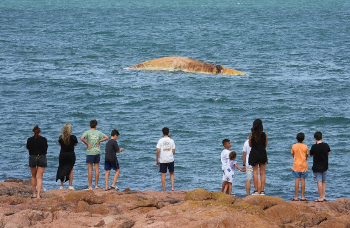 El misterio de la ballena muerta en Punta del Este | Bioguia