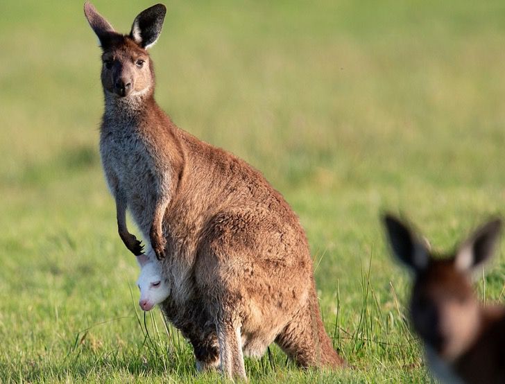 Un canguro albino fue fotografiado en una granja en Australia ...
