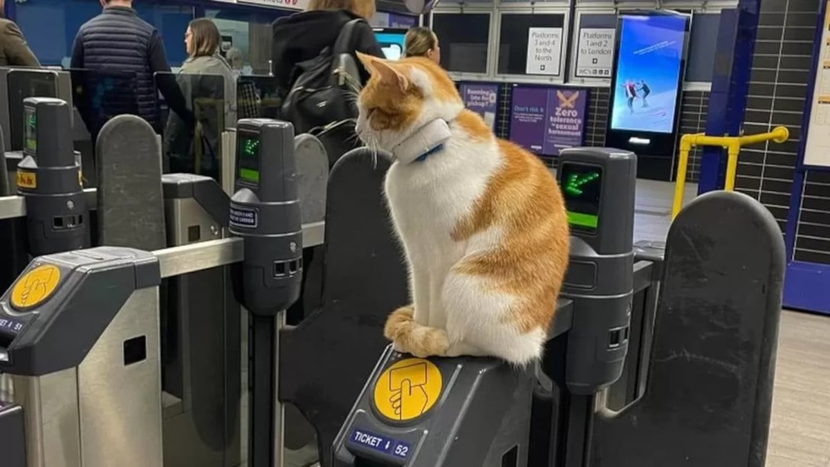 Nala La Gata Que Decidió Trabajar En Una Estación Ferroviaria Bioguia