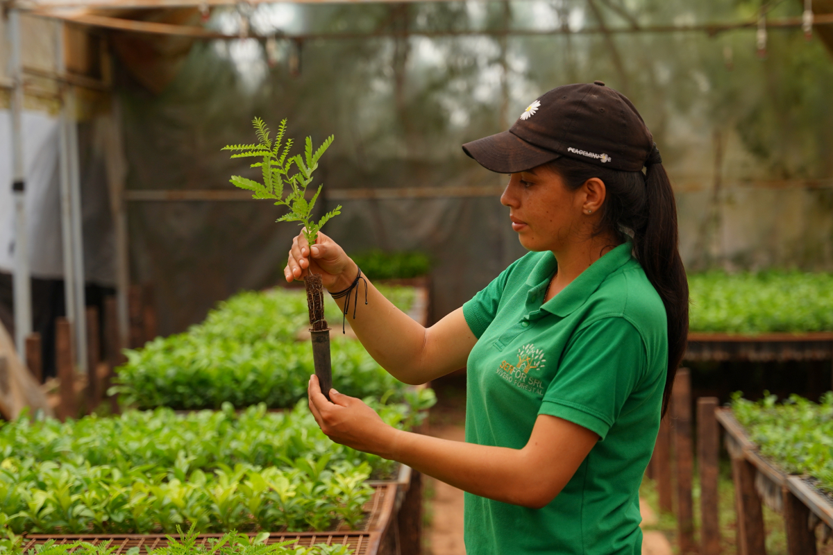 Conoce el proyecto que busca fortalecer viveros para reforestar | Bioguia