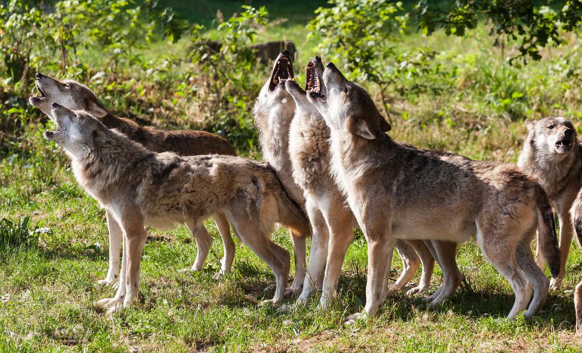 Ejemplos sorprendentes de animales e insectos que viven para su ...