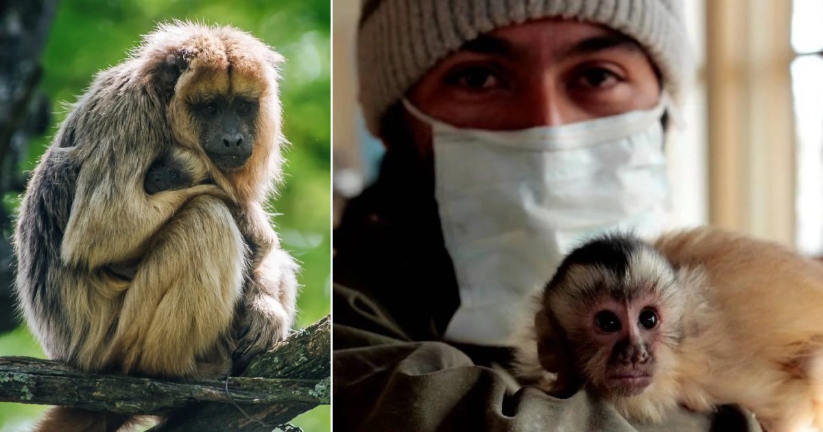 Cómo es el primer centro de rescate de primates en Argentina | Bioguia