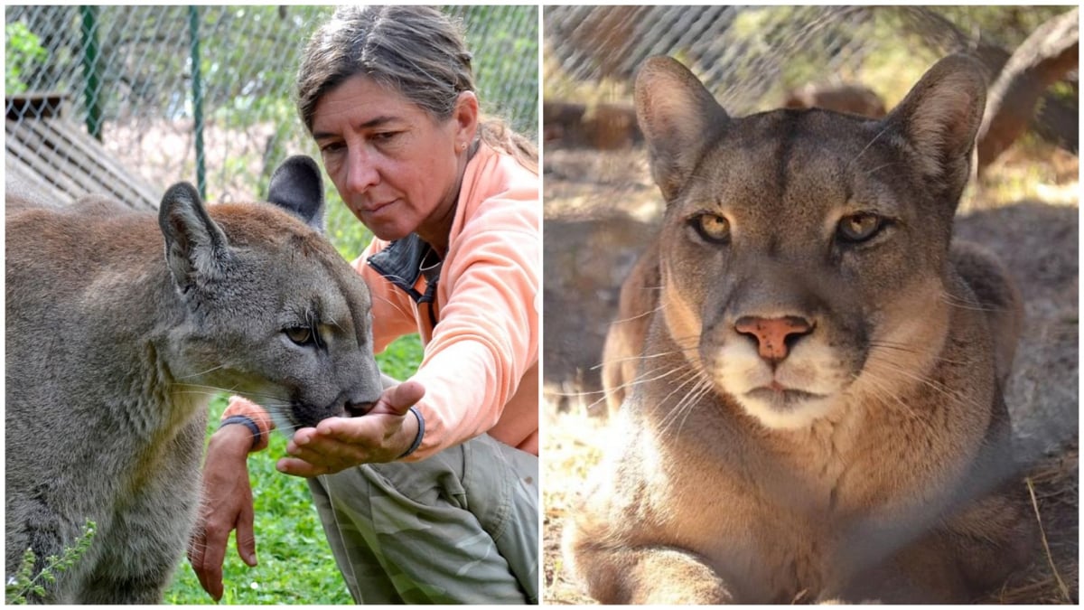 Su padre era cazador y ella dirige un santuario que protege a los pumas ...