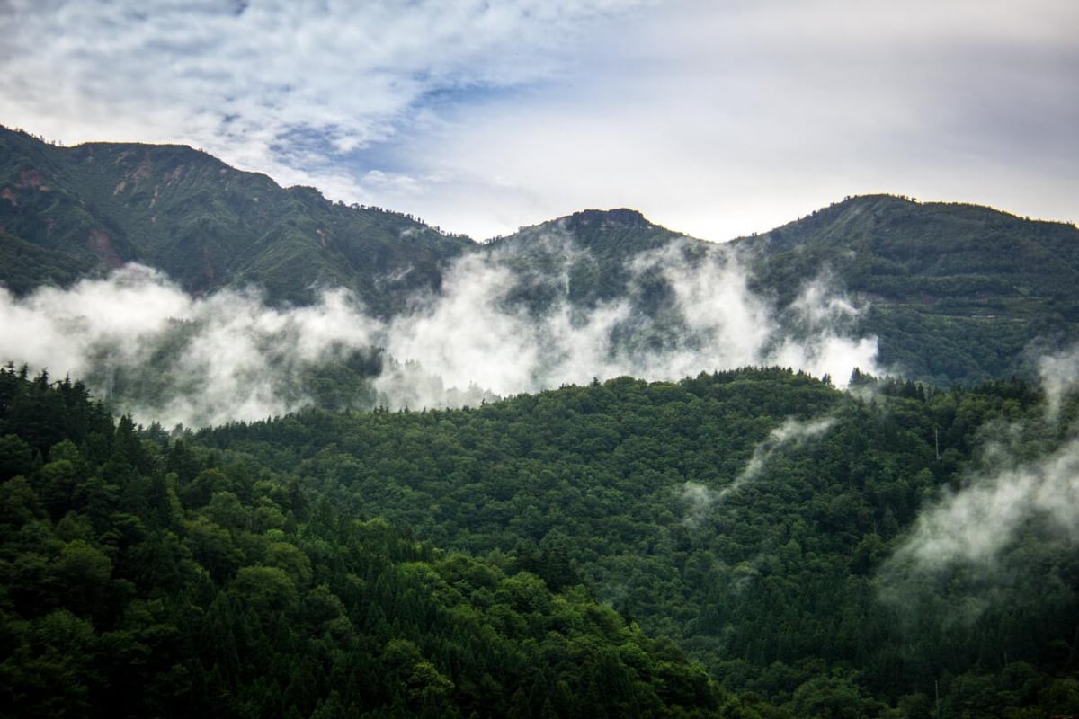 Bosques nativos: ¿qué los hace fundamentales para la vida? | Bioguia