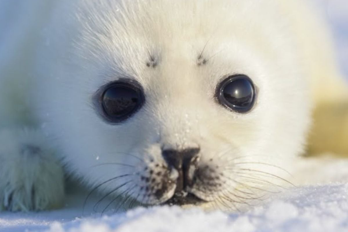 La verdad detrás del color nieve de las focas bebé | Bioguia