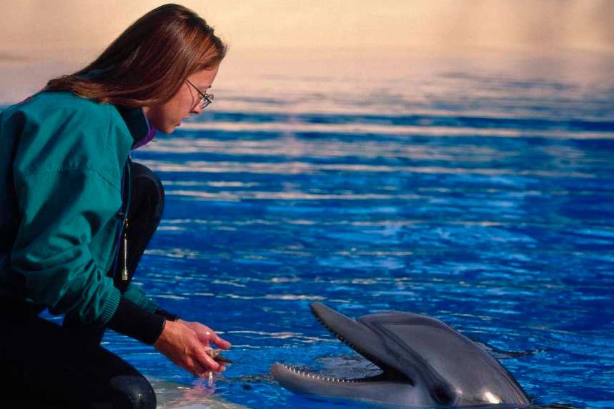 Viral: Crean delfines falsos para salvar a los reales | Bioguia