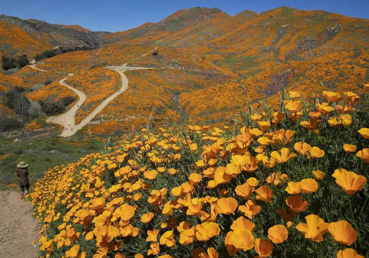 California se prepara para mega "bloom" de flores silvestres | Bioguia