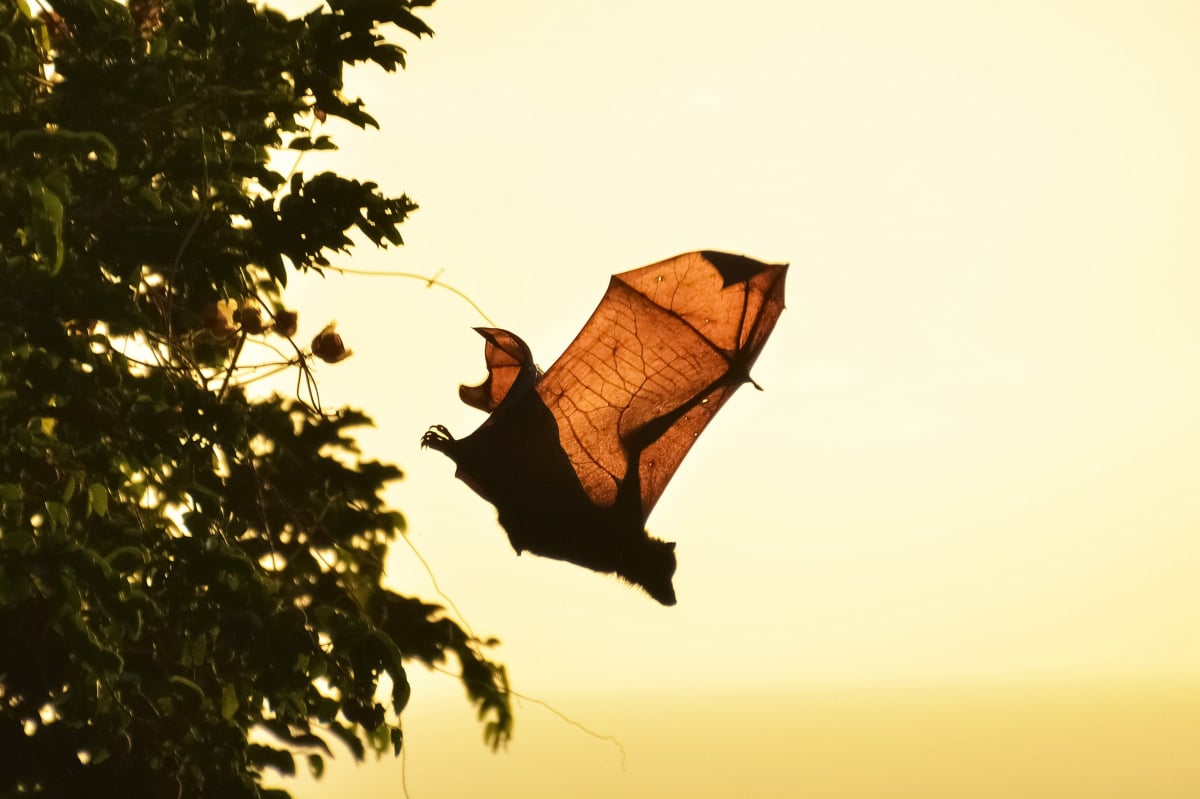 Qué son los animales aeroterrestres: ejemplos y características | Bioguia
