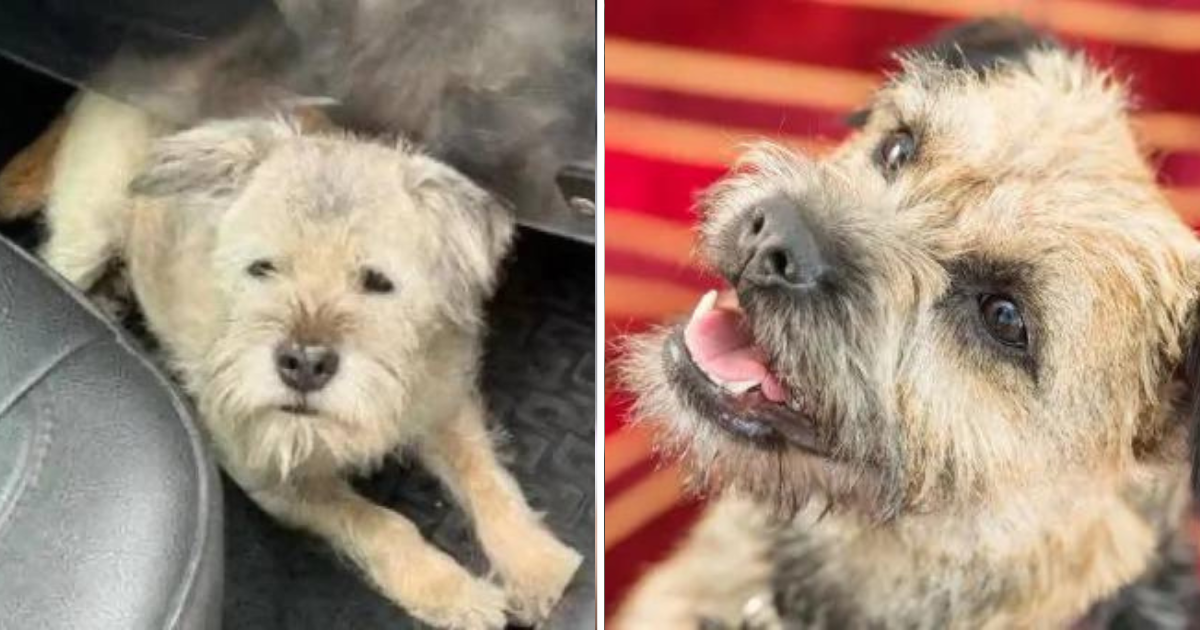 Perrita caminó 163 kilómetros para encontrarse con sus dueños | Bioguia