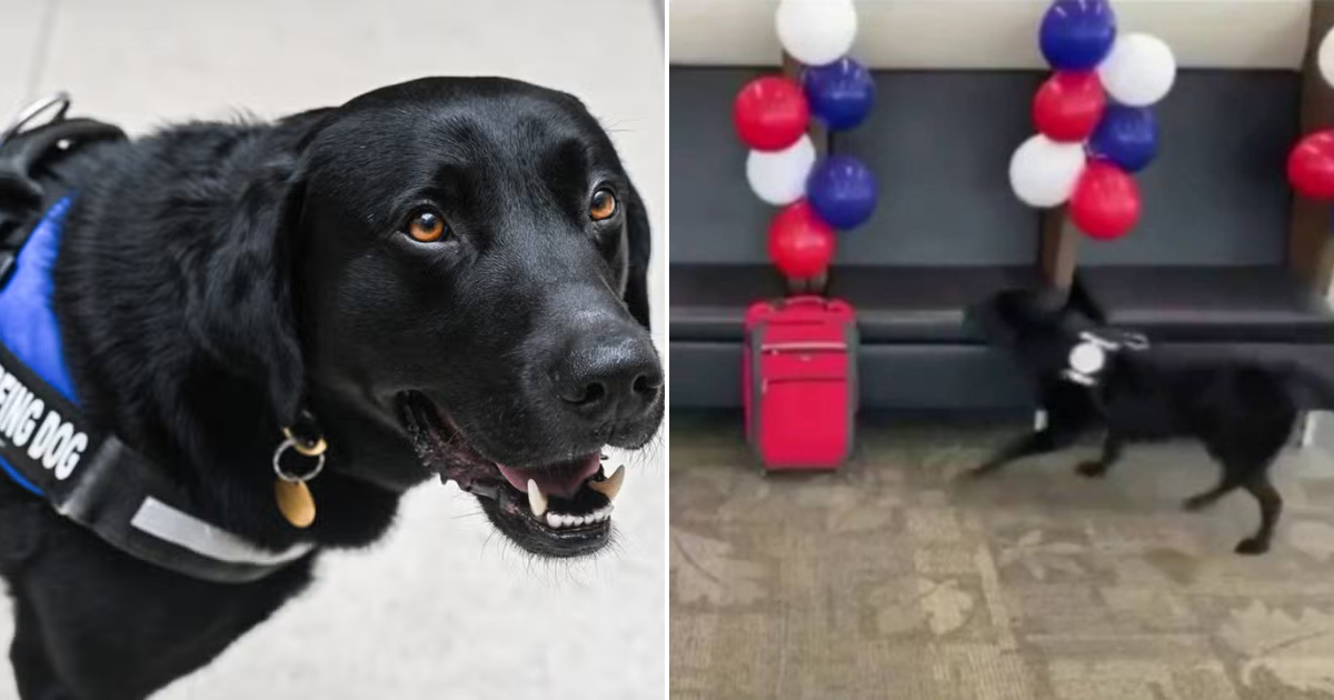 La emotiva despedida de un perro policía que se "jubiló" | Bioguia