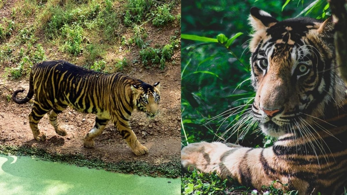 ¡Inédito! Fotógrafo logra captar a dos tigres de pelaje negro en India ...