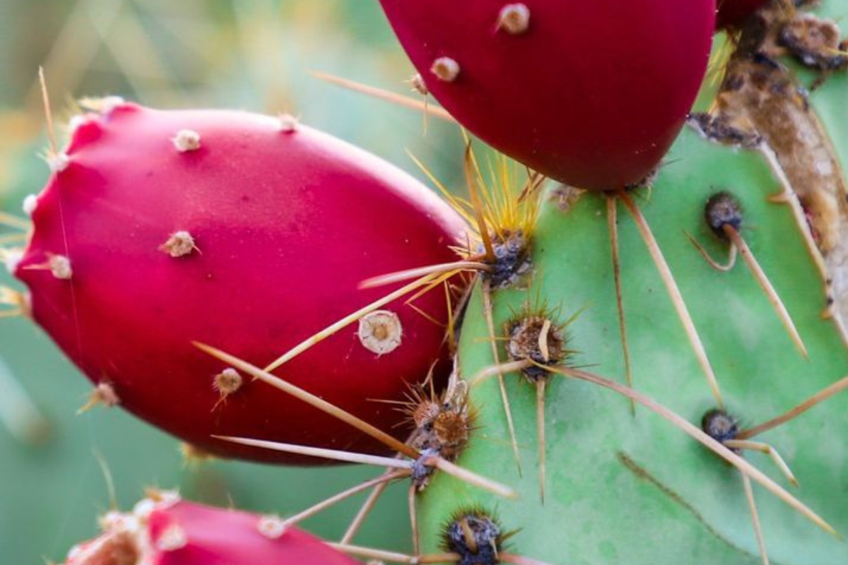 Natural y efectivo: el secreto del nopal para purificar agua | Bioguia
