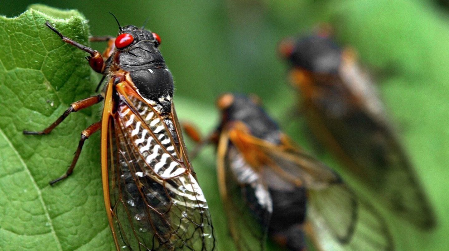 Estados Unidos se prepara para la invasión de un extraño insecto que ...