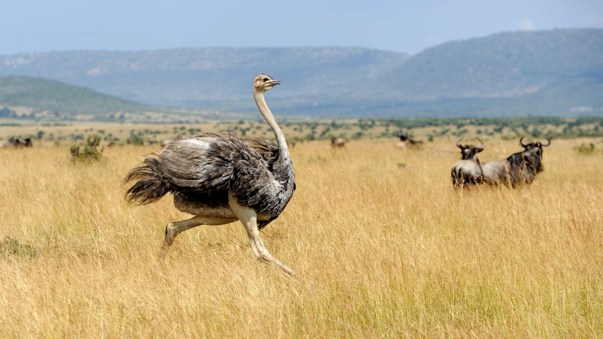 Estos son los 6 animales más rápidos del mundo: ¡Te sorprenderás! | Bioguia
