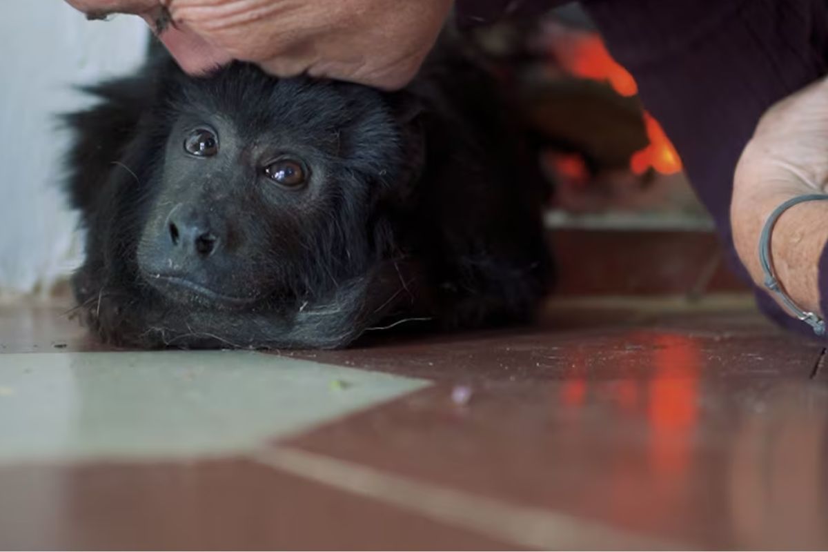 Murió el mono Coco, ícono del maltrato y la resiliencia animal | Bioguia