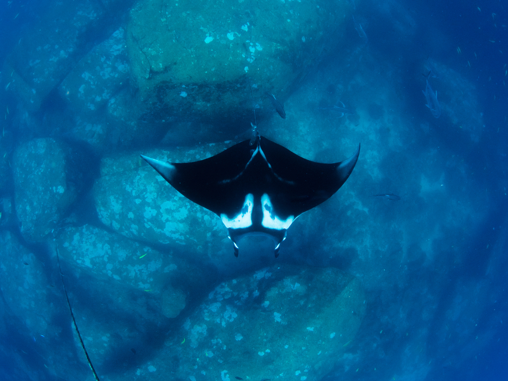 ¡Increíble! Logran fotografiar a una exótica mantarraya 'gótica' en la ...