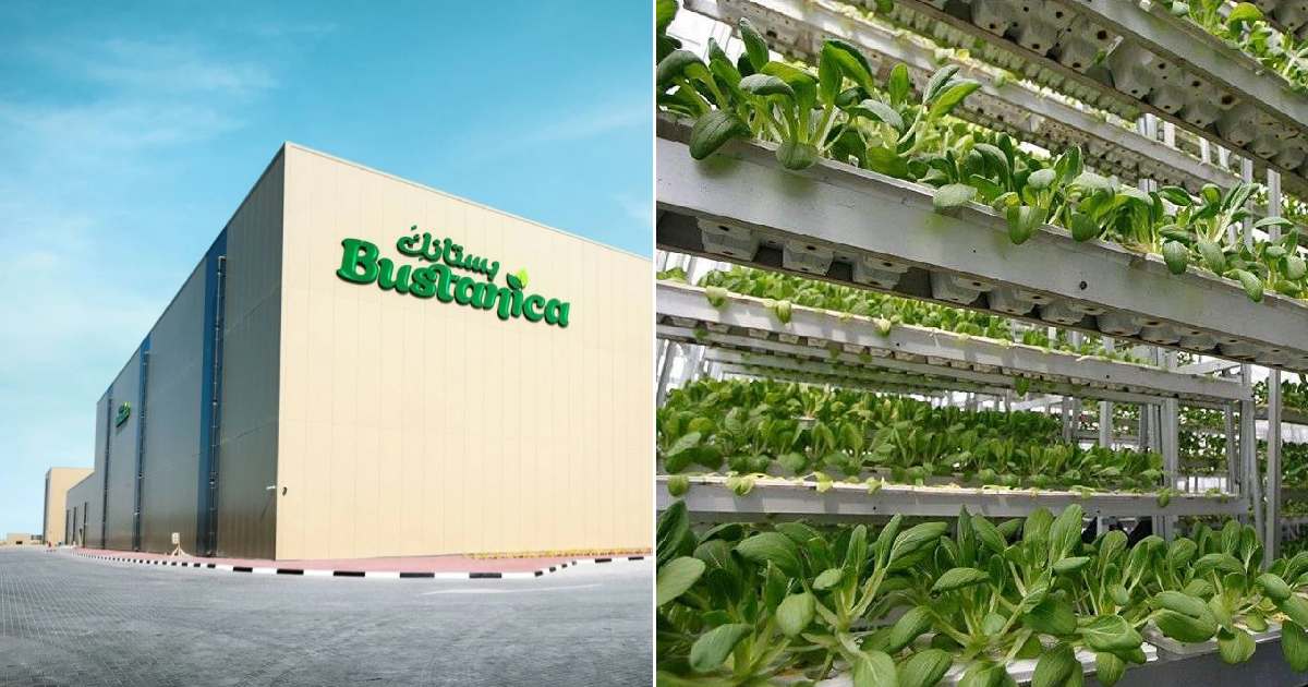 Inauguran la granja vertical “más grande del mundo” en Dubai | Bioguia