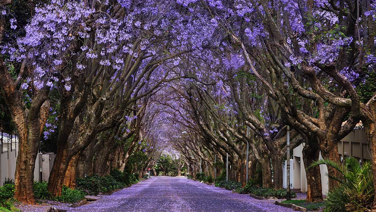 El espectáculo natural que tiñe las calles de morado | Bioguia