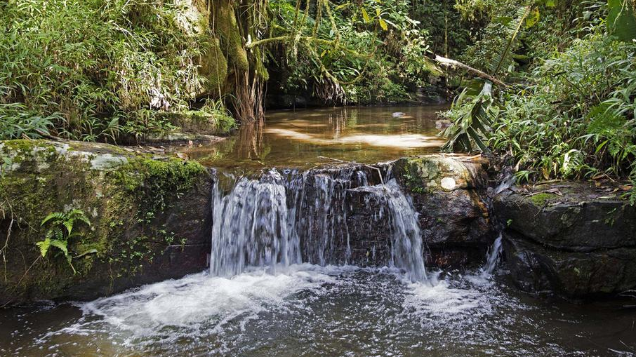 Deforestación: los bosques son cruciales para la vida humana | Bioguia