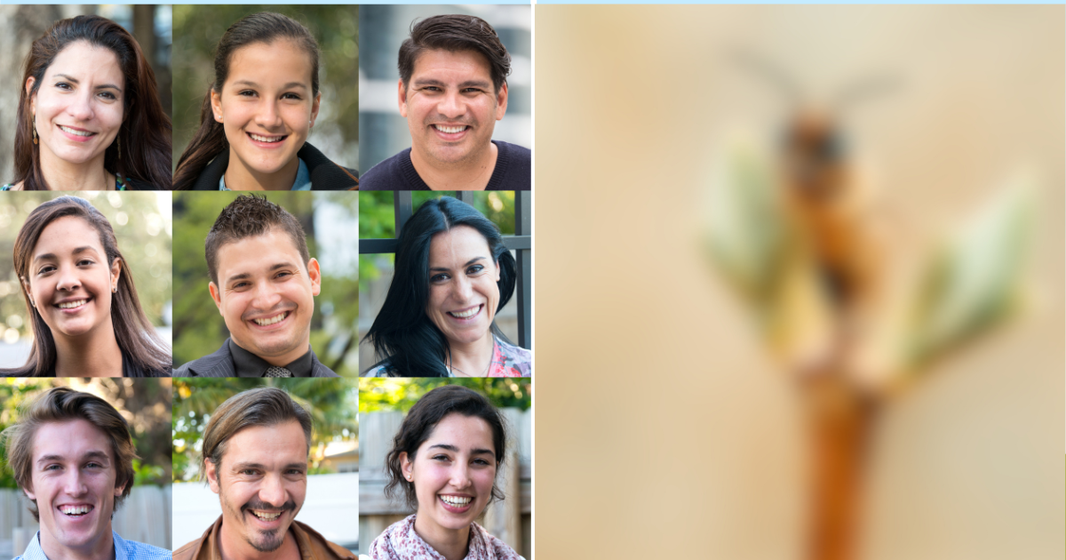 Cuál es el único insecto que puede reconocer rostros humanos | Bioguia