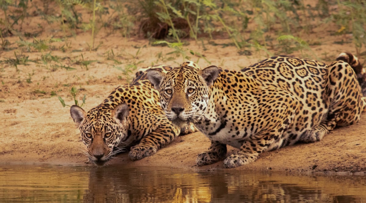 ¿Por qué se extingue el felino más grande de América? | Bioguia