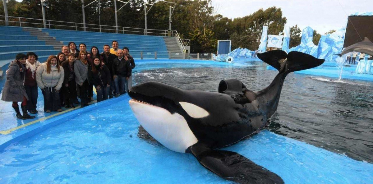 Activistas reclaman la liberación de la Orca Kshamenk | Bioguia