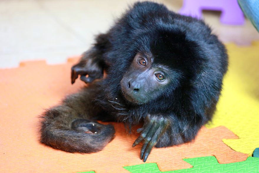 Conoce la triste historia de Coco: el mono rescatado del maltrato luego ...