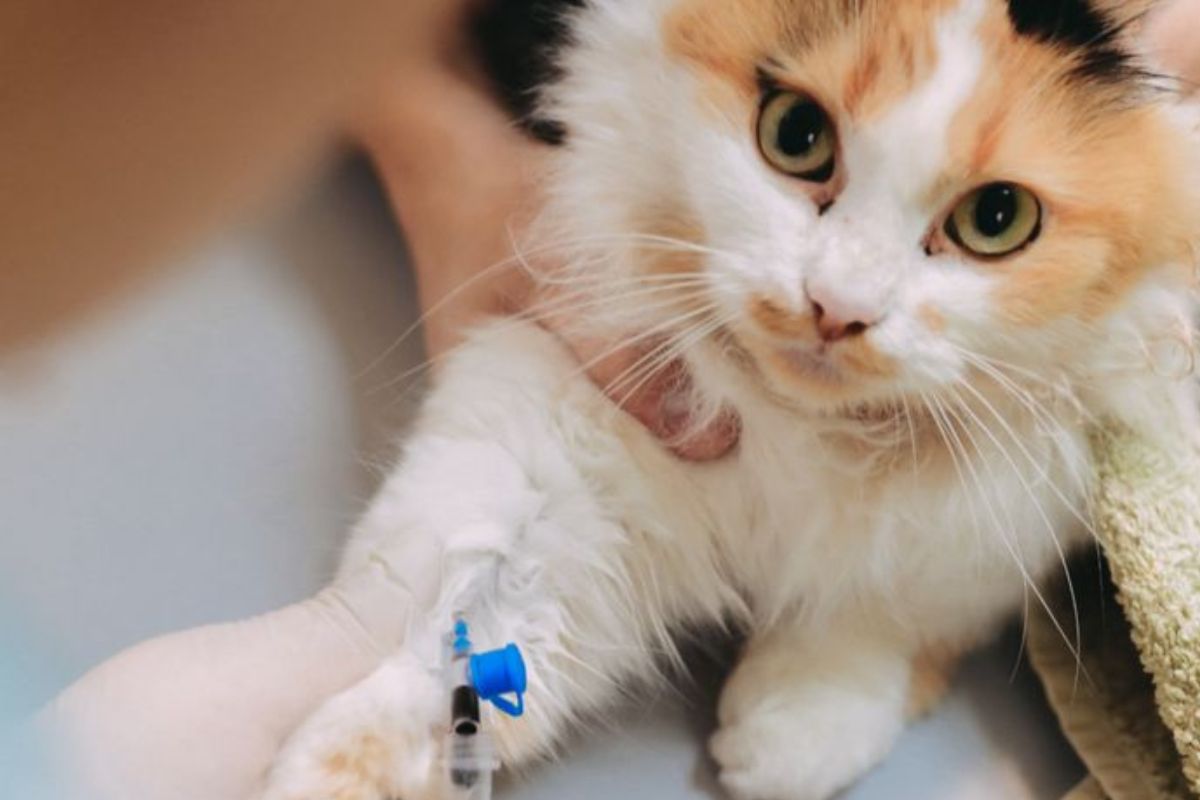 Señales de alerta en perros y gatos: cuándo conviene consultar | Bioguia