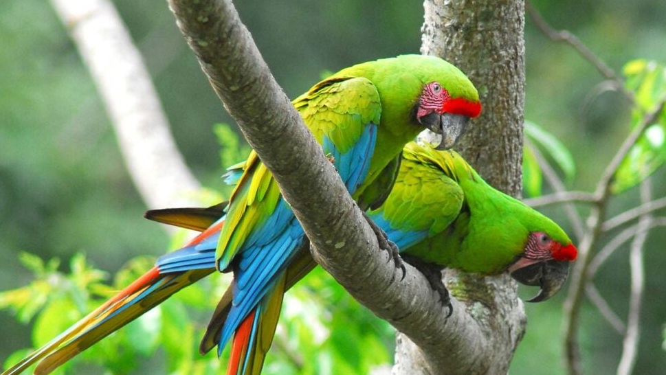 Costa Rica y la carrera al rescate de la lapa verde | Bioguia