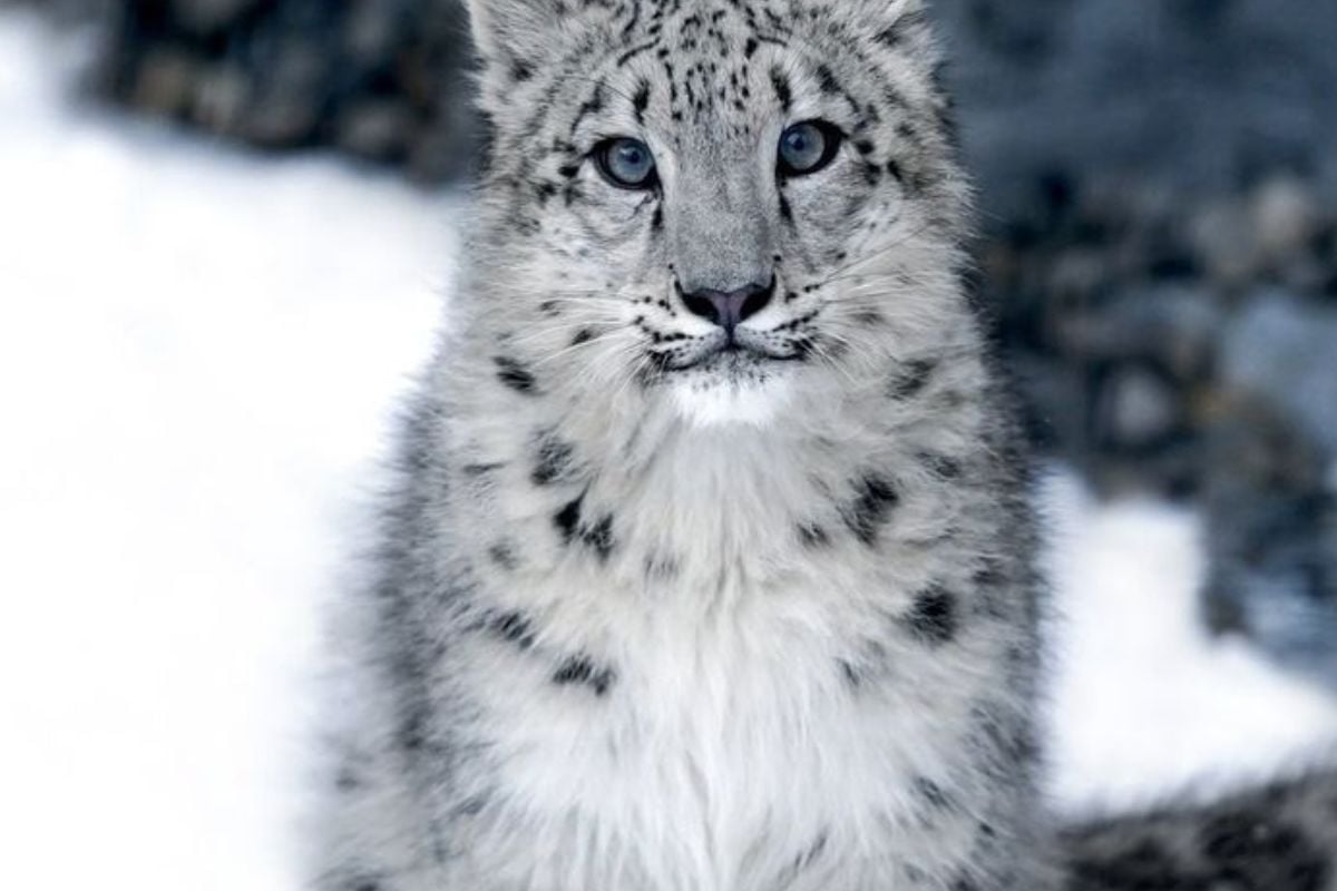Cría de leopardo de las nieves da sus primeros pasos en zoo | Bioguia