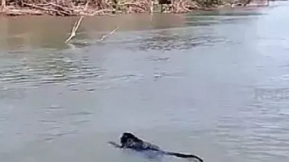 Video: así fue el rescate de un mono que se ahogaba en el río | Bioguia