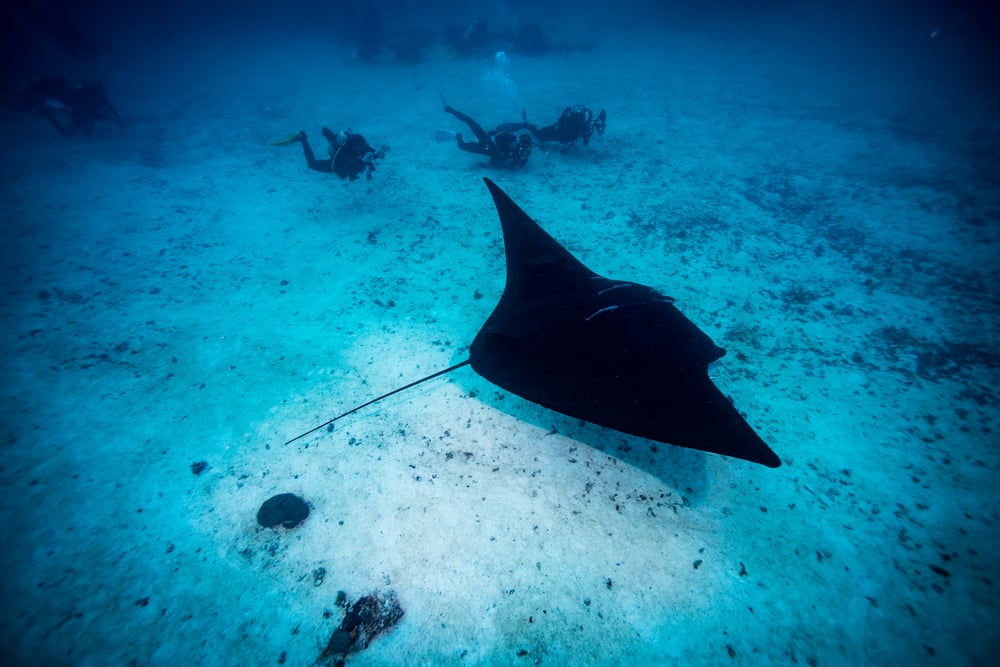 ¡Increíble! Logran fotografiar a una exótica mantarraya 'gótica' en la ...