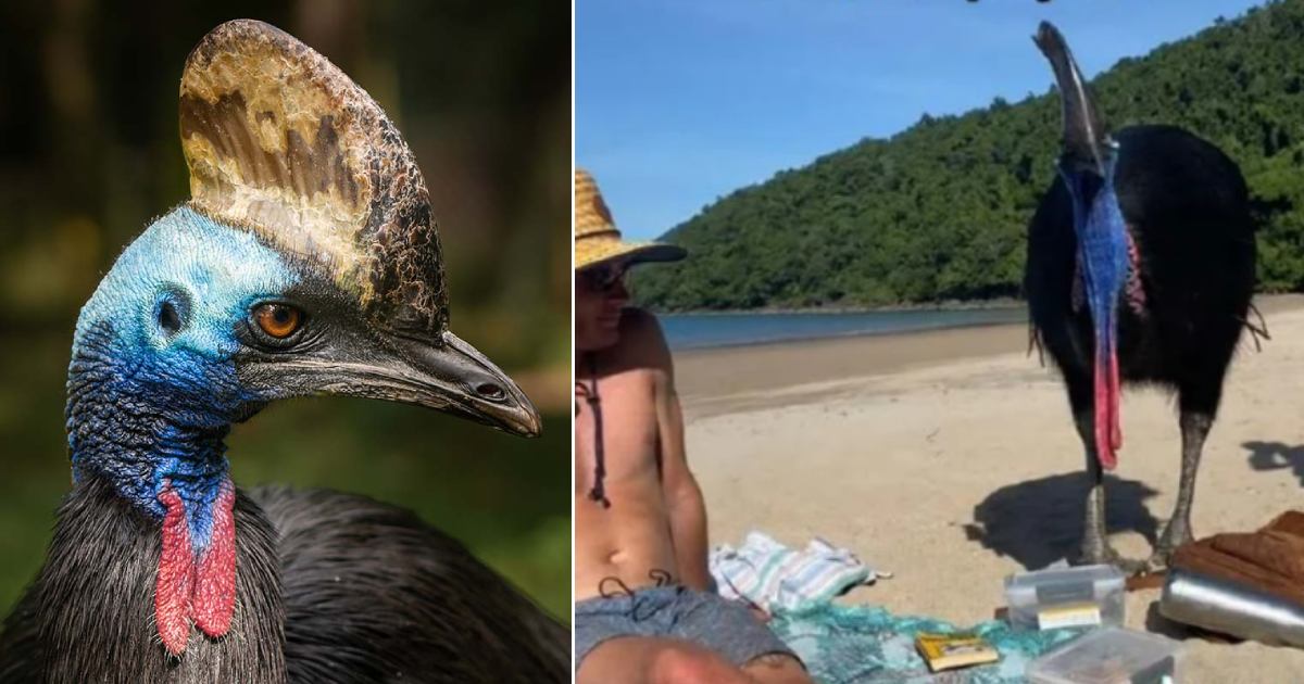 Se les acercó una de las aves más peligrosas del mundo | Bioguia