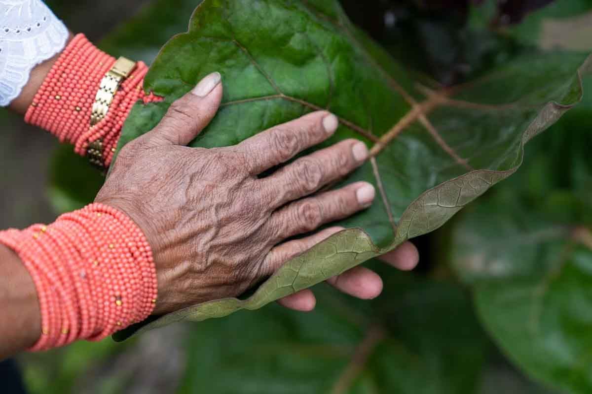 Vivir en una chacra: hogar, escuela, huerta y farmacia a la vez | Bioguia