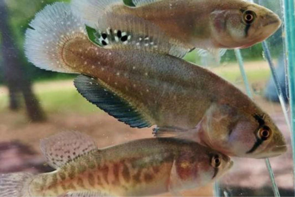 Descubrimiento de especie de pez que vive en sequía | Bioguia