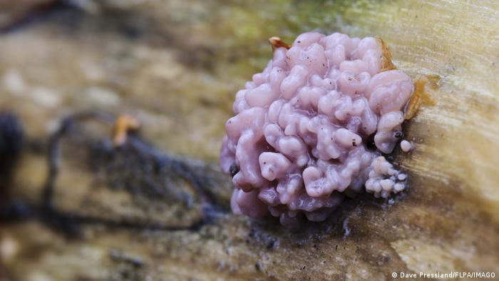 Primer humano infectado con un hongo que mata plantas y árboles | Bioguia