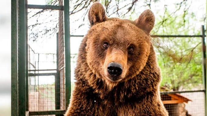 La osa Stiffi fue rescatada y trasladada a un santuario | Bioguia
