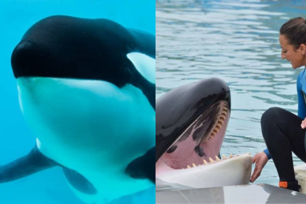 Murió Kshamenk, la orca que pasó 30 años en cautiverio | Bioguia