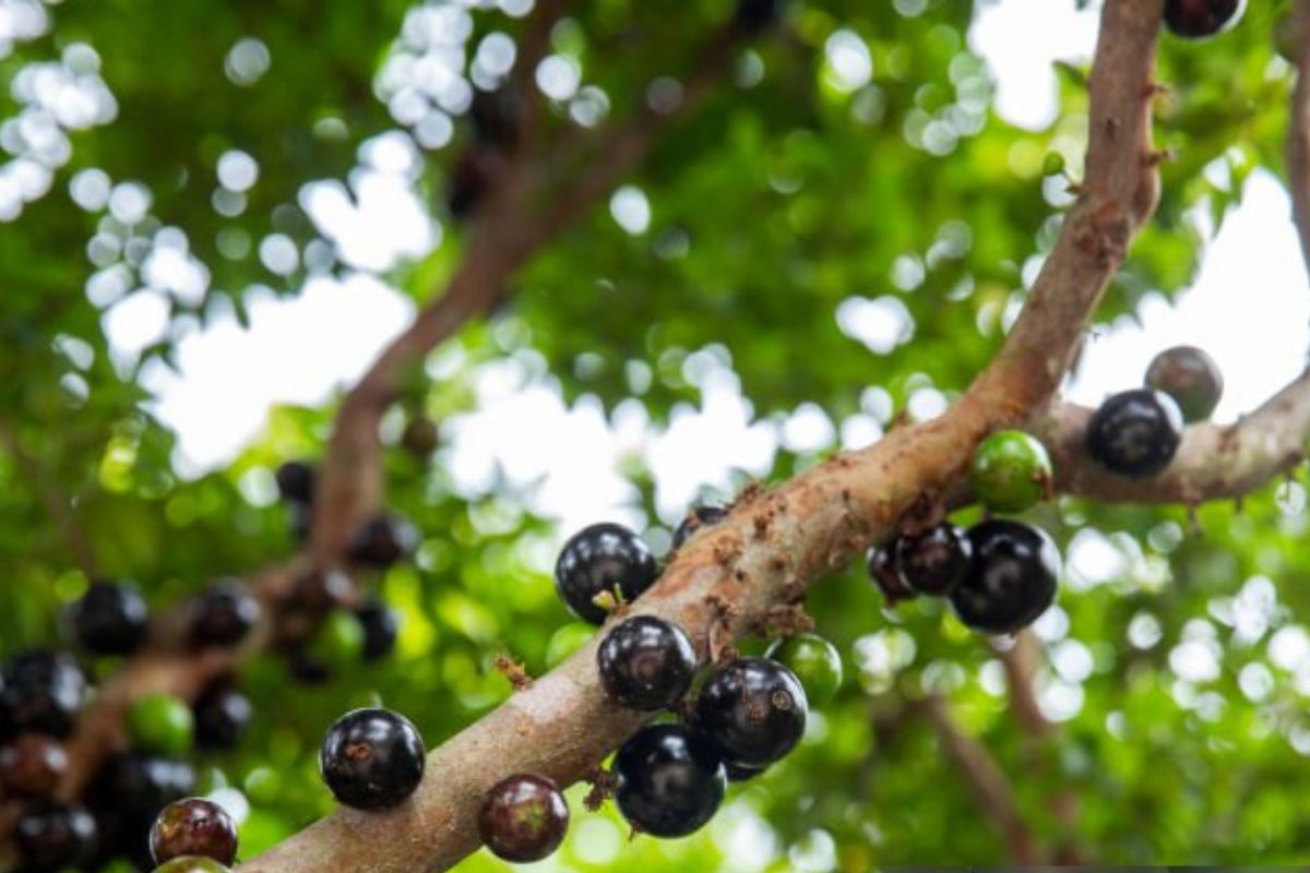 El Jabuticaba, la especie que da frutos en el tronco | Bioguia