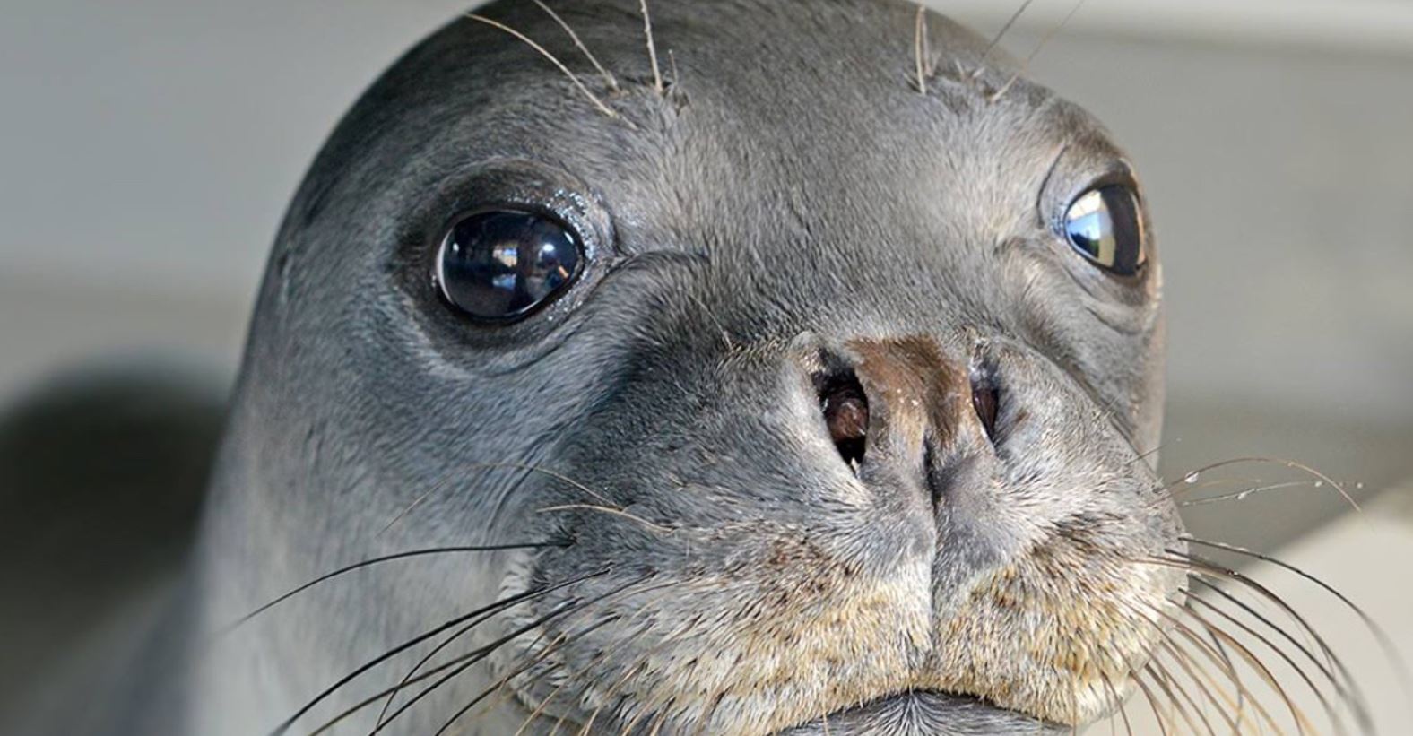 Pescadores ilegales matan a Kostis, la foca mascota de la isla griega ...