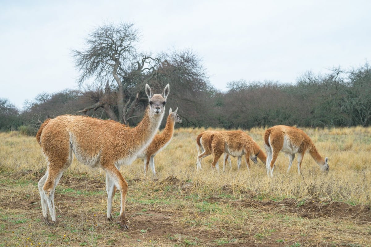 Argentina: trasladan exitosamente a 31 guanacos a La Pampa | Bioguia