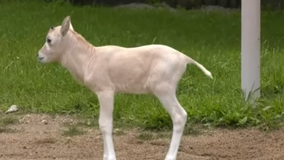 Nace una cría de 'addax', el antílope en peligro de extinción | Bioguia